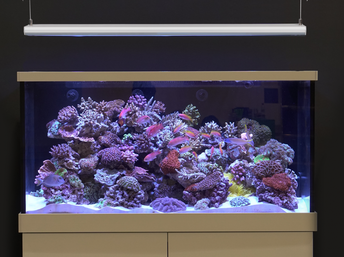 AquaLight LED STAR | Aqua Light Aquariumtechnik
